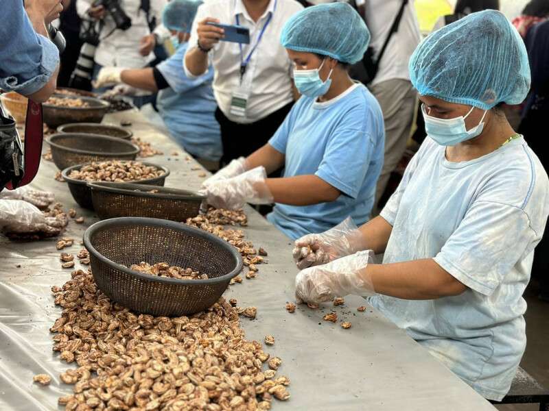 Cambodia’s Cashew Nut Production Surges 26%, Exports Hit $1.15 Billion ...