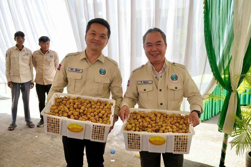 Cambodia Launches First Modern Longan Farming Community with US$5M ...